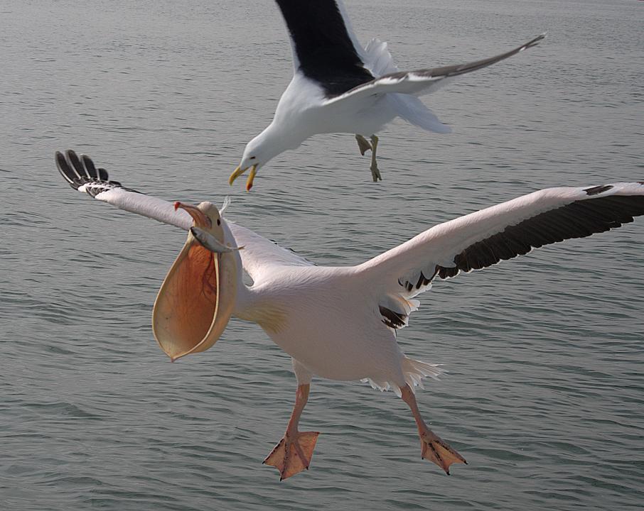 Flying Birds and Fish | Shutterbug